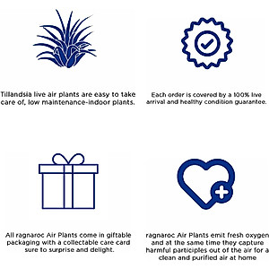 ragnaroc Live Air Plants – Flowering Tillandsia Cyanea, Giant 15-18" - 1ct - Live Arrival Guaranteed - House Plants for Home Decor & Gift