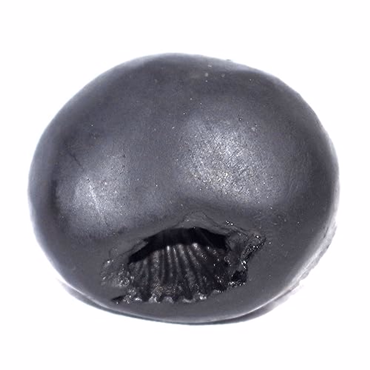 Sesha Shaligram/Shesha Salagram - Nepal