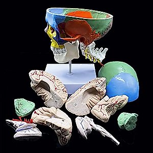 Human Skull with Brain and Cervical Vertebra Anatomical Model,Color-Coded Partitioned Skull，Life-Size Anatomy for Science Classroom Study Display Teaching Model