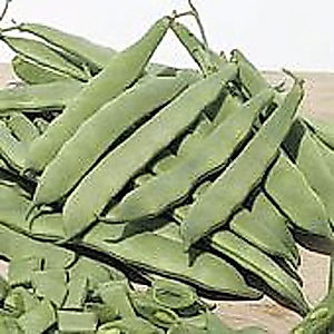 Roma II Bush Beans Seeds (20+ Seeds) | Non GMO | Vegetable Fruit Herb Flower Seeds for Planting | Home Garden Greenhouse Pack