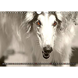 Windhunde eye-catcher (Wandkalender 2020 DIN A4 quer): Sepia-colorierte Fotos vom Galgo Español (Monatskalender, 14 Seiten )
