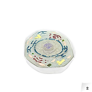 Vision Scientific VAA510 Animal Mitosis 3D Model | 9 Stage Mitosis Demonstration | Biology Classroom Cell Division Display | Detailed Open Cell Organelles | Pieces Equipped with Stand | W Manual