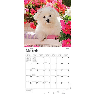 Maltese | 2023 12 x 24 Inch Monthly Square Wall Calendar | Foil Stamped Cover | BrownTrout | Animals Small Dog Breeds DogDays