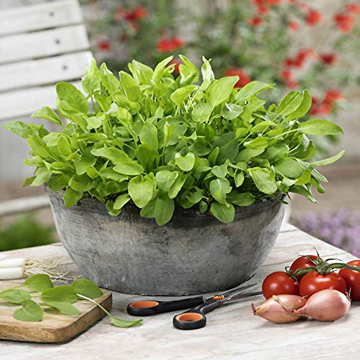 Outsidepride Garden Sorrel Culinary Herb Garden Plant for Soups & Salads - 5000 Seeds