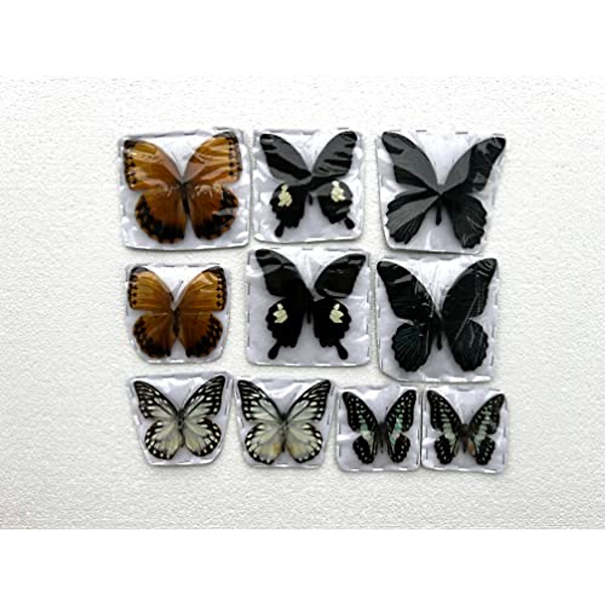 vinatimes Lot of 10 Real Assorted Butterfly Mounted Hawkmoth Sphingidae Moth Entomology Specimens Taxidermy Artwork Crafts UM01-XOE