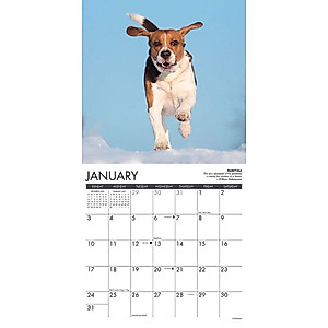 Beagle Rules 2021 Wall Calendar (Dog Breed Calendar)