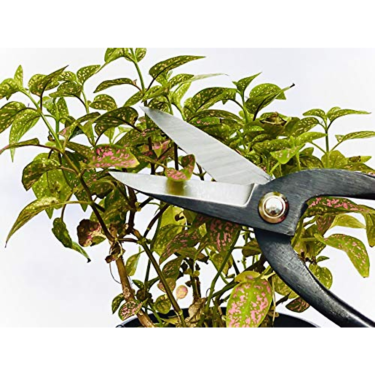 7.3” Bonsai Scissors, for Bonsai Gardening. Bonsai Shears. Bonsai Pruning with a High Carbon Steel Blade. Ergonomic Design That Provide Precision Trimming.