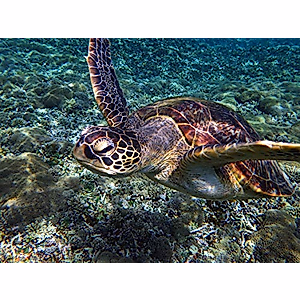 Ricoh WG-70 Black Waterproof Digital Camera 16MP