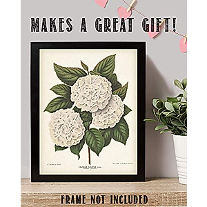 Vintage Japanese Snowball Flower Illustration - Classic Botanical Poster, Home and Graden Decoration, Cottagecore Room Decor, Vintage Flower Wall Display Gift, 11x14 Unframed Art Print Poster