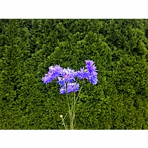 Pure Blue Cornflower Petals - 100% Natural Centaurea cyanus - Dried, Grown in Germany Herbal Cornflower Flowers for Cupcakes, Lattes, Tea Blends, Bath Products, Gifts, Crafts