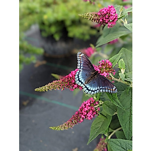 4.5 in. Qt. Lo & Behold 'Ruby Chip' Butterfly Bush (Buddleia) Live Shrub, Red Flowers