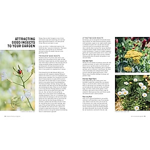 Companion Planting for Beginners: Pair Your Plants for a Bountiful, Chemical-Free Vegetable Garden