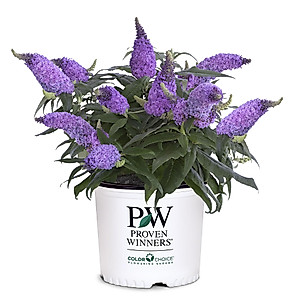 2 Gal. Pugster Ameythst Buddleia Shrub