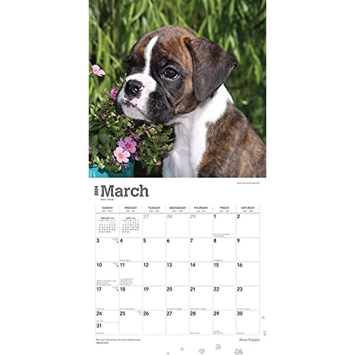 Boxer Puppies | 2024 12 x 24 Inch Monthly Square Wall Calendar | BrownTrout | Animals Dog Breeds Puppy
