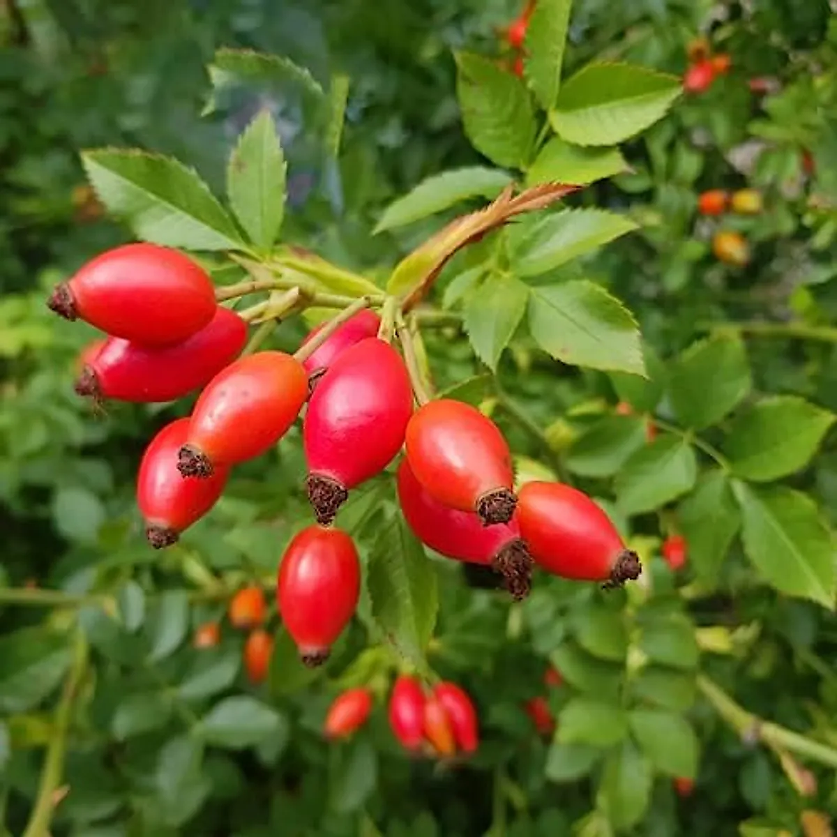 CHUXAY GARDEN Rose Hip Seed 40 Seeds Rose Hep Plant Edible Fruit Non-GMO Heirloom Native Wildflower Wonderful Choice for Garden Easy Cultivating Ground Cover Low-Maintenance