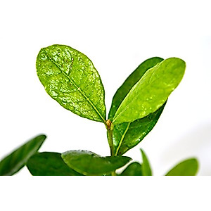 9GreenBox - Pineapple Guava - 2 Pack