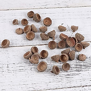 Ciieeo Natural Acorns Top Bulk Real Rustic Acorns Caps for Craft Christmas Thanksgiving Pine Cone Ornament Winter Xmas Tree Wreath Vase Filler Decoration 50PCS