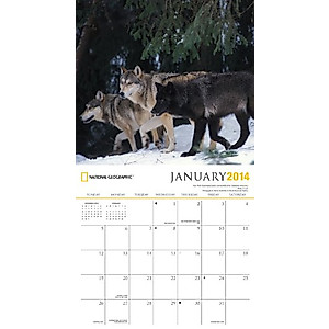 2014 National Geographic Wolves Deluxe Wall