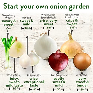 8 Onion Seeds for Planting - 1600 Heirloom Onion Seeds - Green Onion, Sweet Onions, Vidalia, Spanish, Yellow and Red Onion Vegetable Seeds for Planting and More
