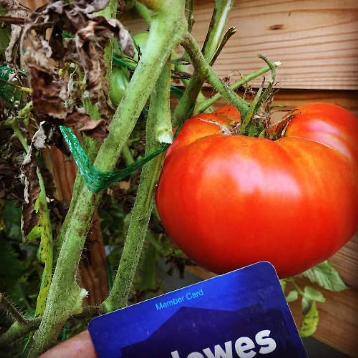 CHUXAY GARDEN Italian Tree Tomato Seed 15 Seeds Big Tomato Vine Juicy Sweet Unique Flavor Fruit Gardening Gifts Low-Maintenance