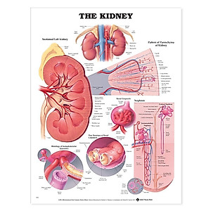 The Kidney Anatomical Chart