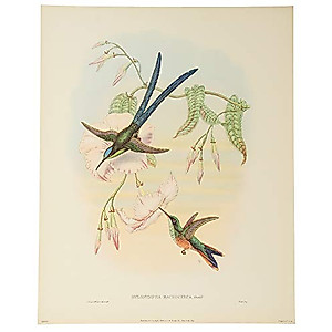 Six Full Color Prints Humming Birds. A Portfolio of Six Magnificent Color Prints.
