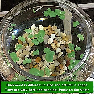 Dong Huang 36pcs Mini Fake Duckweed, Artificial Floating Duckweed, Plastic Aquarium Simulation Floating Plants for Fish Tank Aquariums Decor