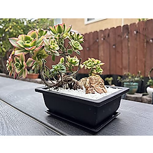 Yesland 24 Pcs Bonsai Training Pots of 6-1/2 Inch - Classic Deep Humidity Trays with Built in Mesh - Plastic Square Pot for Plants, Flowers, Herbs, African Violets & Seed Nursery