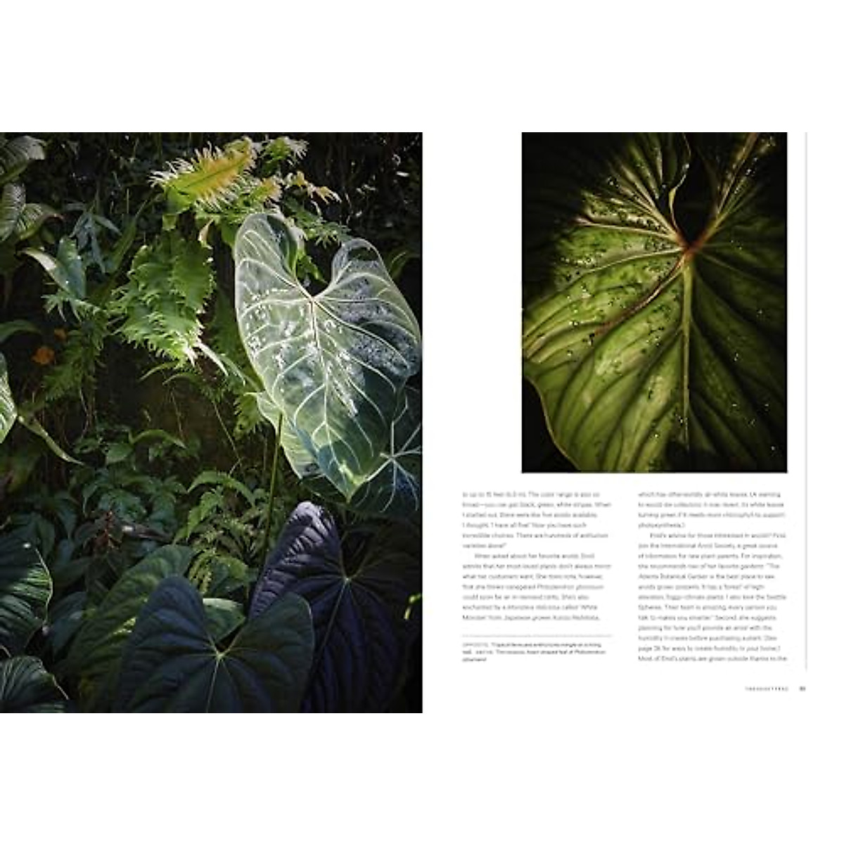 Terrain: The Houseplant Book: An Insider’s Guide to Cultivating and Collecting the Most Sought-After Specimens