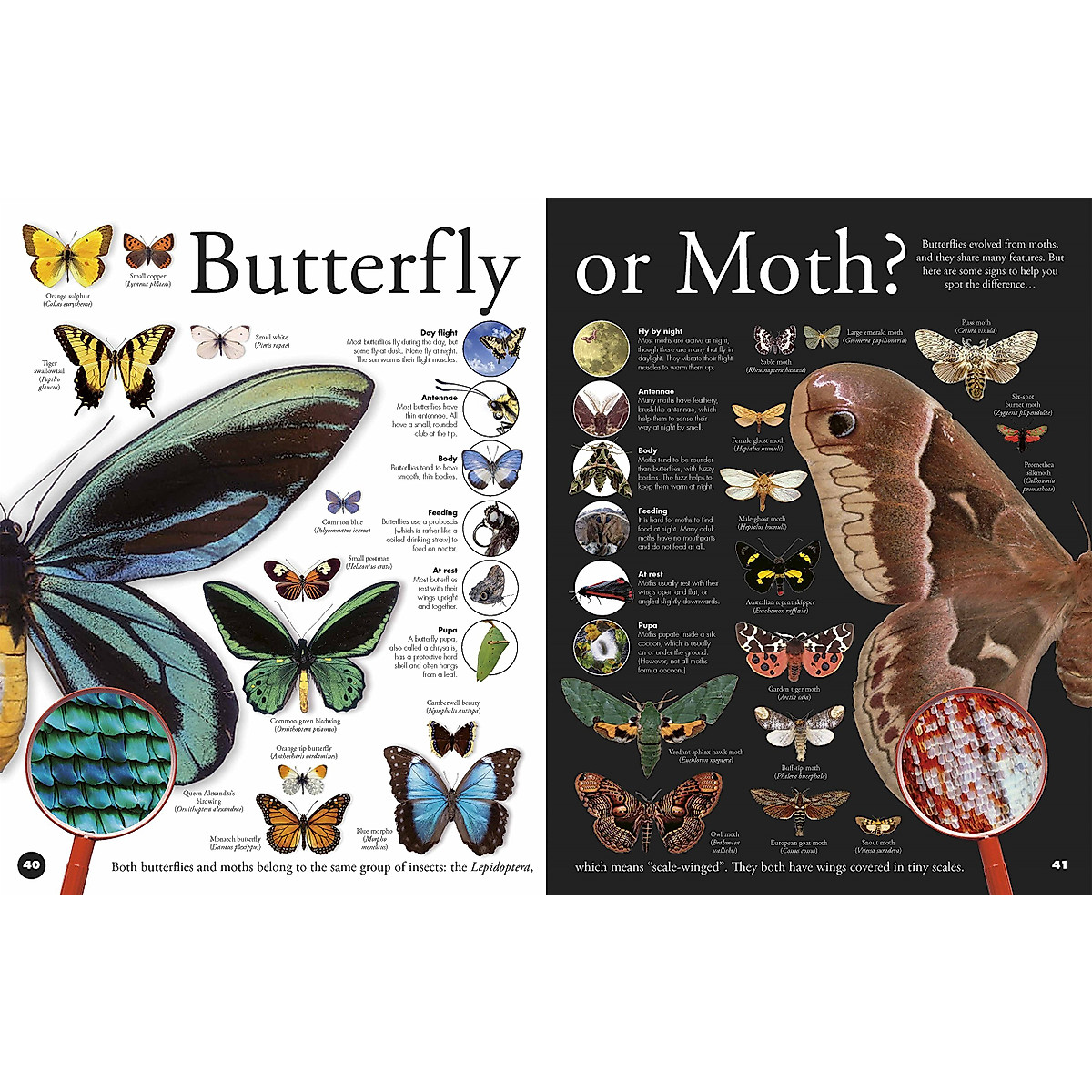 Everything You Need to Know About Bugs