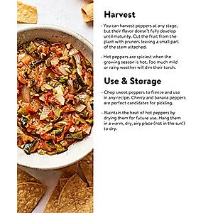 Burpee Poblano' (Ancho) 4" Heart-Shaped Dark Green to Red Peppers, 100 Seeds