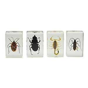 Celestron 44407 3D Bug Specimen Kit #1 (Black, Brown, Yellow)