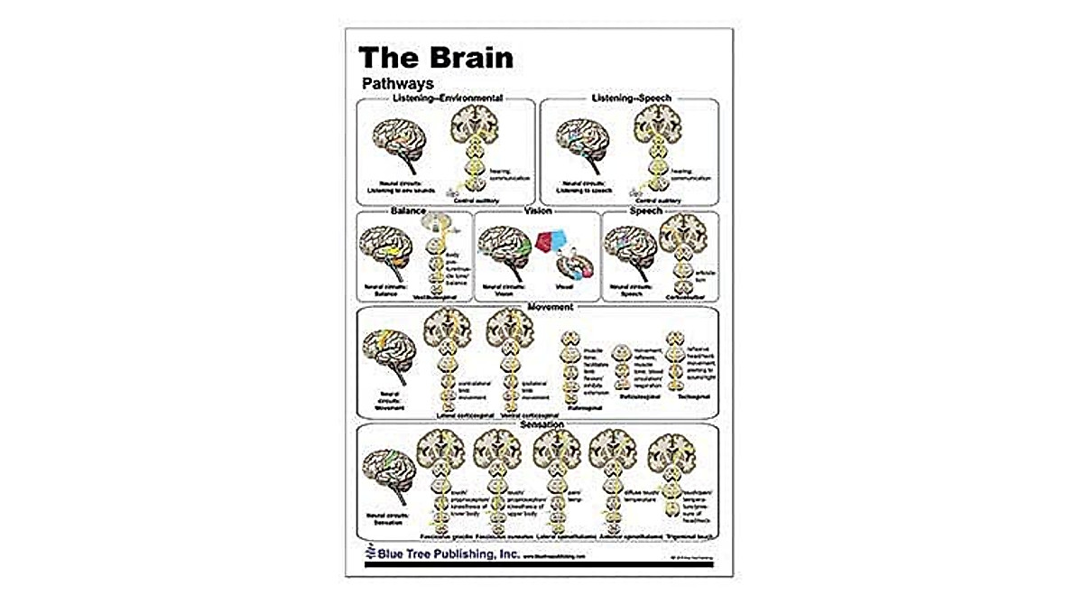 Brain Anatomical Chart - Double-Sided, Laminated & Dry Erase