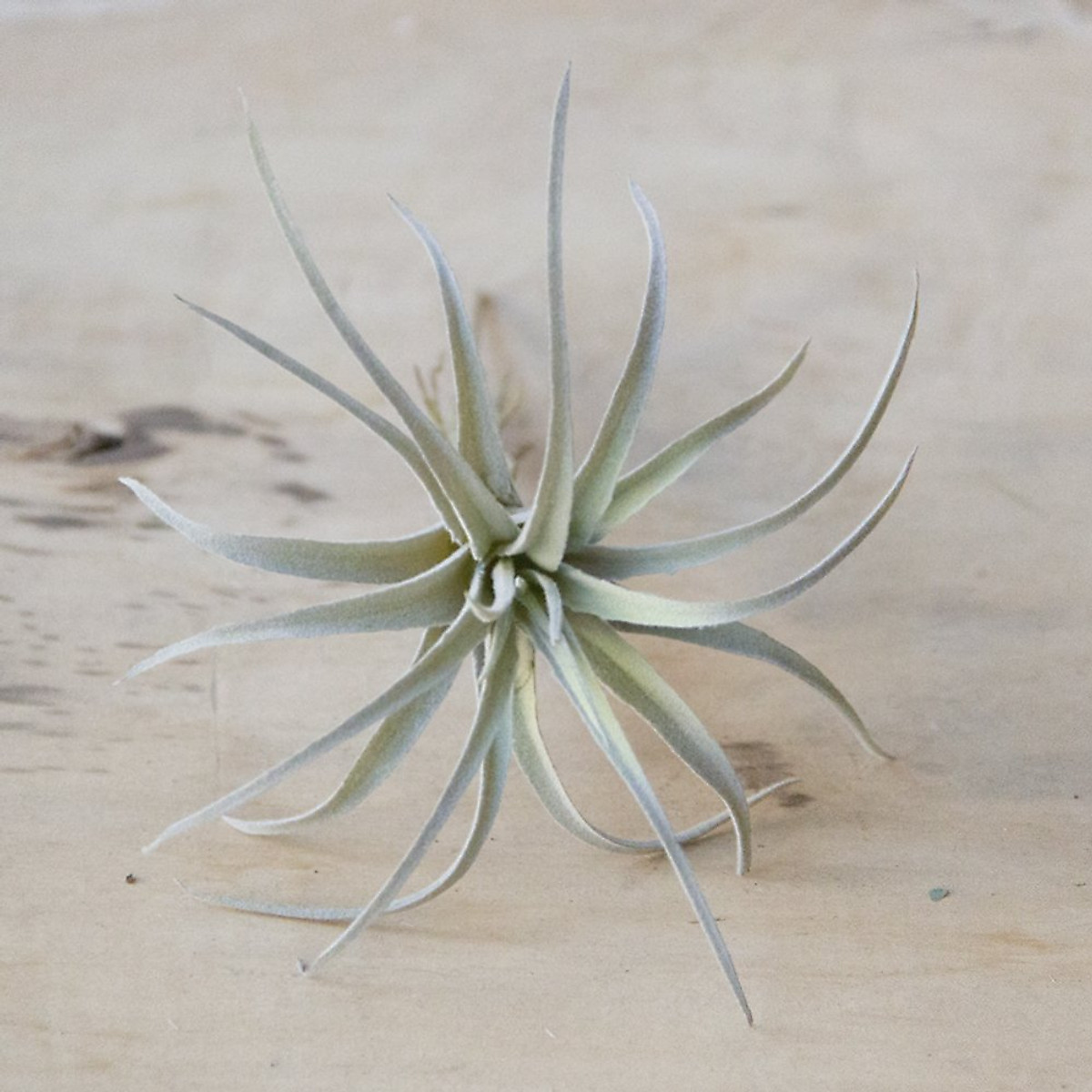 CHIVE Artificial Air Plants — Bulk Set of 5, Large — Ultra Realistic Fake Tillandsia Bromeliad Plants — Decorative Faux Succulents for Home & Office Decor — No Care Needed!