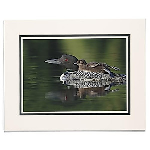Lantern Press 11x14 Inch Matted Art Print Wall Decor, Loon and Chick