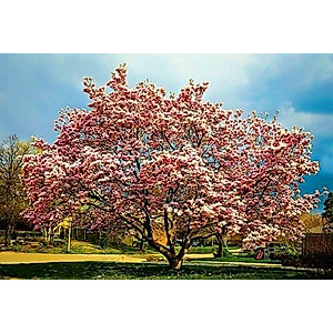 Jane Magnolia Tree - Live Plant/Shrub/Bush - 6-12" Tall Seedling - 2.5" Pot - Ships Potted