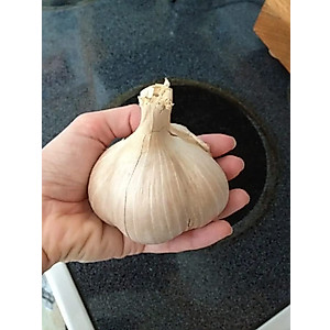 Elephant Garlic Tubers for Fall Planting Outdoors - 1 Pound Garlic - Planting Ornaments Perennial Garden Simple to Grow Pots