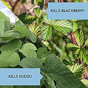 BioAdvanced Brush Killer Plus, Concentrate, 32 oz – Kills Tough Brush Roots & All, Kills Poison Ivy