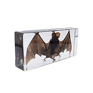 Large Taxidermy Real Bat Specimens Animal Specimen in Resin for Science Classroom Science Education XX-Large (7.9x3.6x1.6 Inch)