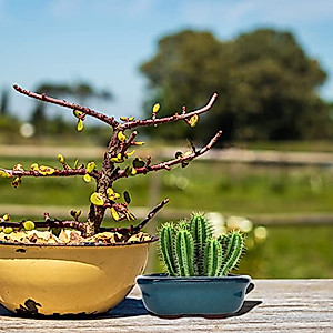 lychee Chinese Bonsai Pot Oval Glazed Flower Pot Planter Home Garden Decor