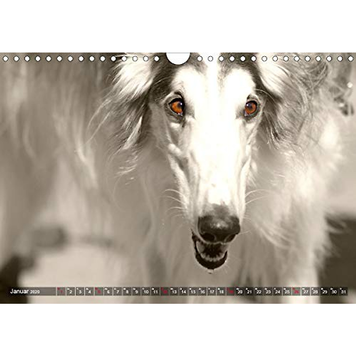 Windhunde eye-catcher (Wandkalender 2020 DIN A4 quer): Sepia-colorierte Fotos vom Galgo Español (Monatskalender, 14 Seiten )