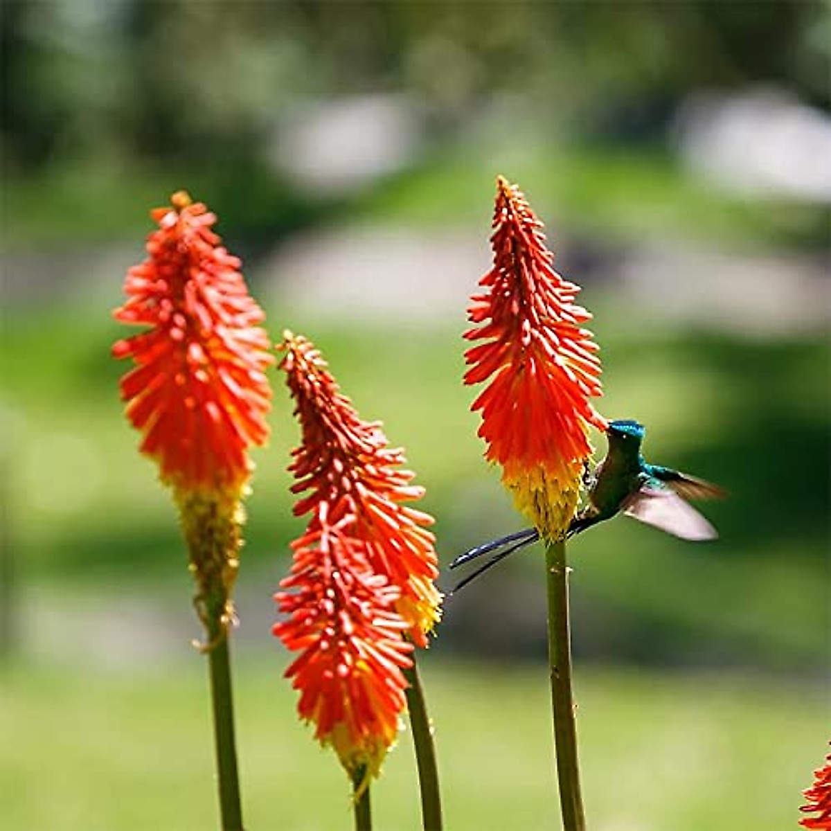 QAUZUY GARDEN 25 Seeds Dwarf Red Hot Pokers Seeds Torch Lily Flower, African Flame Flower, Devil's Poker Kniphofia Triangularis Seeds- Striking Flower for Home Garden