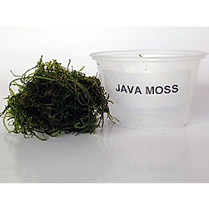 Java Moss Portion in 4 Oz Cup and Java Moss Mat - Easy Live Fresh Water Aquarium Plants