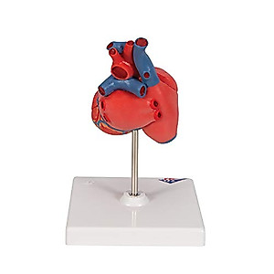 3B Scientific G08 Classic Student-Size Heart 2-part - 3B Smart Anatomy