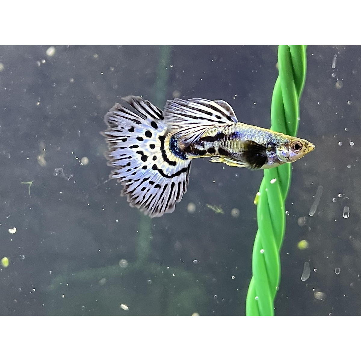 Live Guppies - Guppy Pair (2) Pack Assorted Color Live Aquarium Guppy Fish - 1 Male, 1 Female