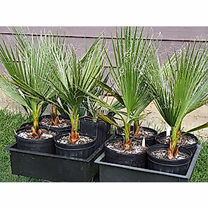1086-Palm, Mexican Fan Tree (‎Washingtonia robusta) Seeds by Robsrareandgiantseeds UPC0764425786740 Non-GMO,Organic,USA-Grower,Bonsai, 1086 Package of 5 Seeds