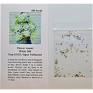 David's Garden Seeds Flower Ammi White Dill 8375 (White) 100 Non-GMO, Heirloom Seeds