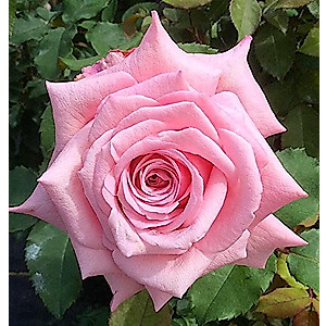 Nelson Plant Food Rose Food for All Types of Roses Climbing Tea Knock Outs Grandiflora with Five Sources of Nitrogen Nutri Star 18-14-10 (2 LB)