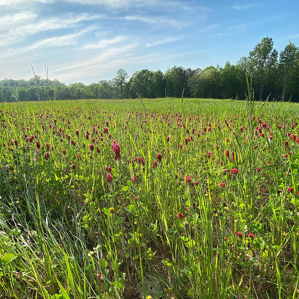 Antler King Trophy Clover Mix
