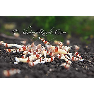 ShrimpRack 10 Crystal Red Shrimp CRS Grade S-SSS Live Freshwater Aquarium Shrimps 1/4 to 1/2 inch Long.